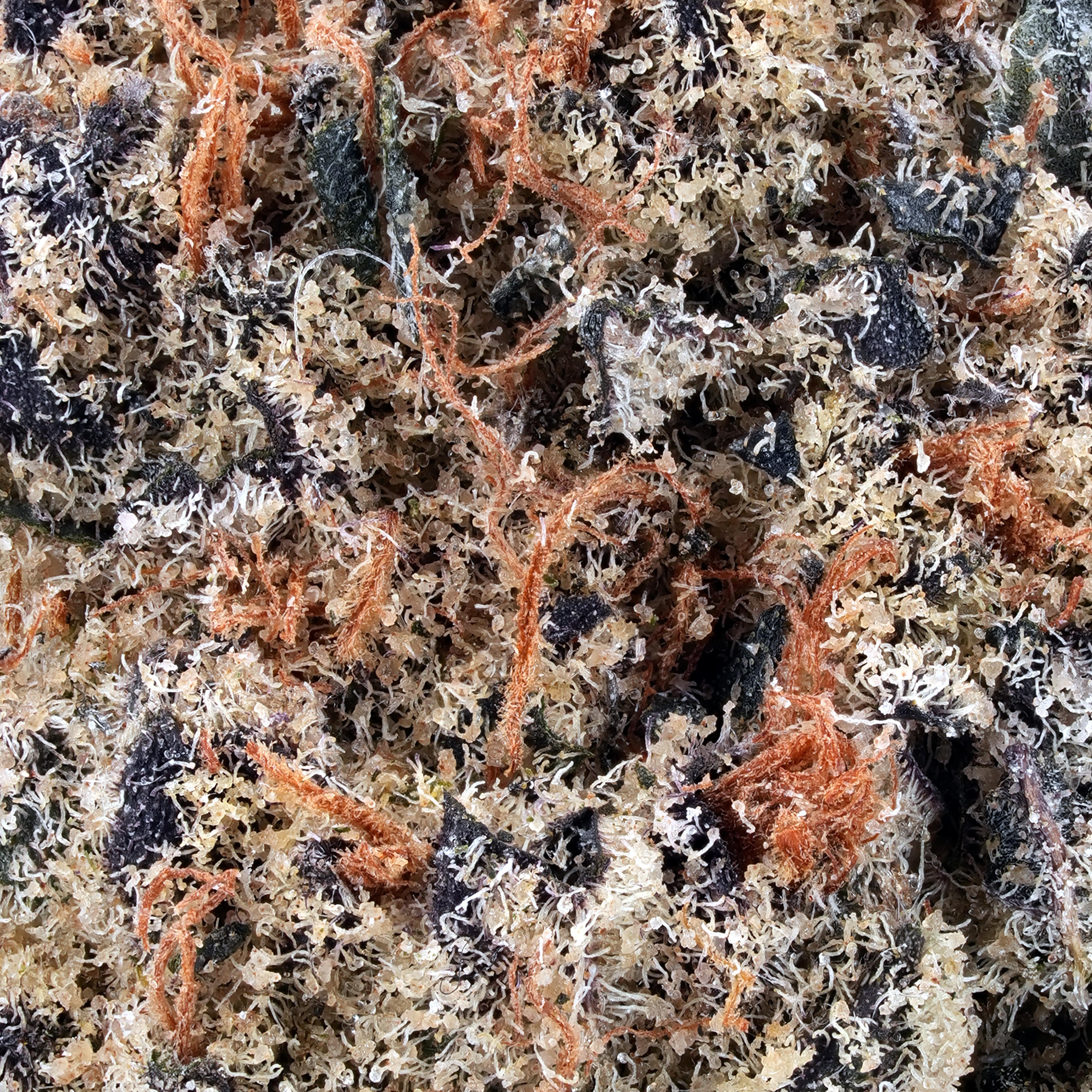 Agent Orange THCa Flower - Arete | Premium Cannabis Products